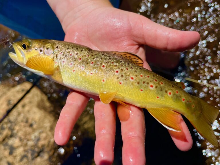 The Caddis Fly: Oregon Fly Fishing Blog | McKenzie River fly fishing ...