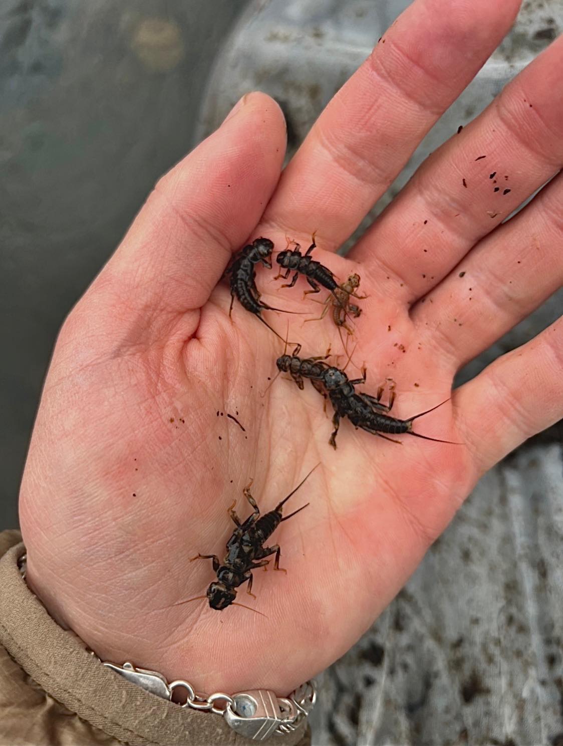 The Caddis Fly: Oregon Fly Fishing Blog | McKenzie River fly fishing ...