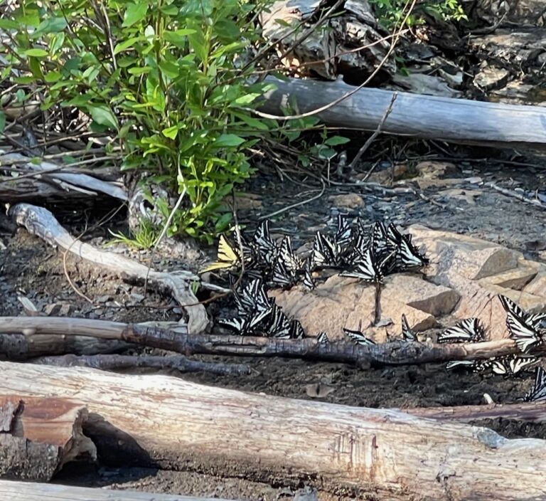 The Caddis Fly: Oregon Fly Fishing Blog | McKenzie River fly fishing ...
