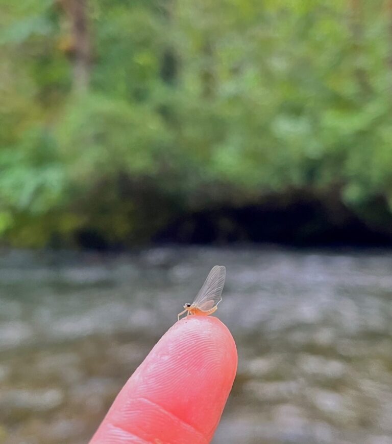 The Caddis Fly: Oregon Fly Fishing Blog | McKenzie River fly fishing ...