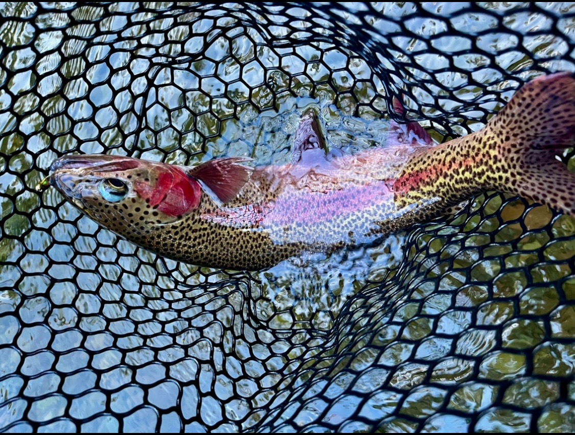 The Caddis Fly: Oregon Fly Fishing Blog | McKenzie River fly fishing ...