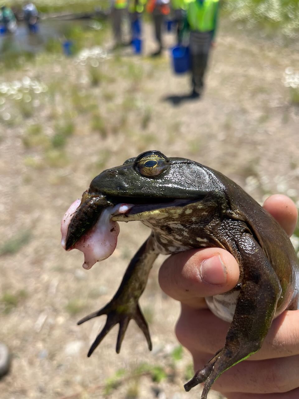 The Caddis Fly: Oregon Fly Fishing Blog | McKenzie River fly fishing ...