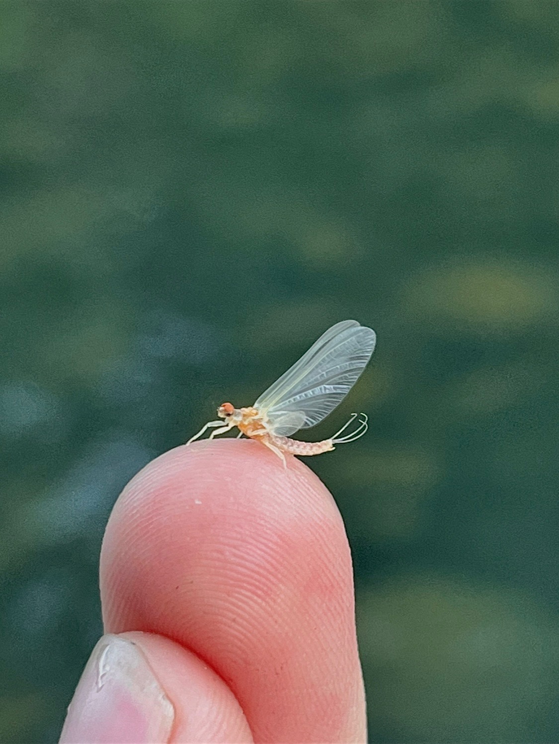 The Caddis Fly: Oregon Fly Fishing Blog | McKenzie River fly fishing ...