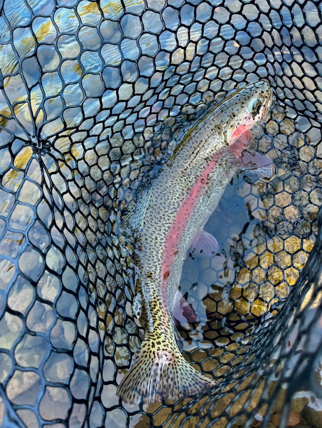The Caddis Fly: Oregon Fly Fishing Blog | McKenzie River fly fishing ...