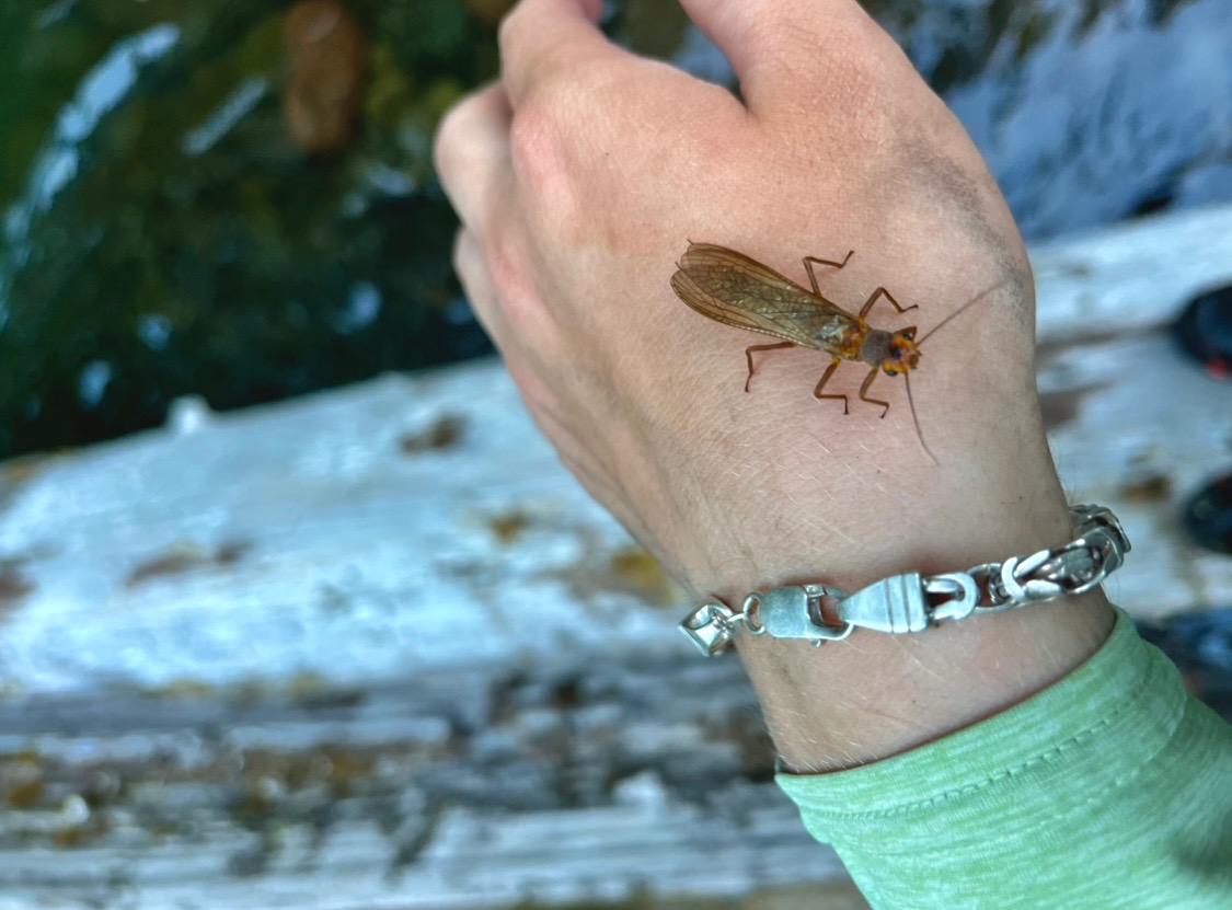 The Caddis Fly: Oregon Fly Fishing Blog | McKenzie River fly fishing ...
