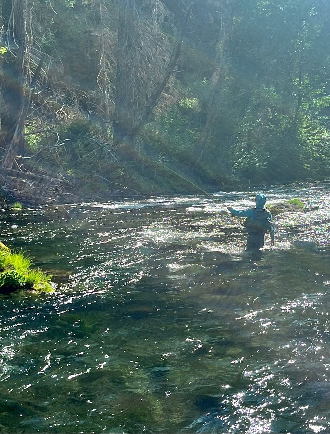 The Caddis Fly: Oregon Fly Fishing Blog | McKenzie River fly fishing ...