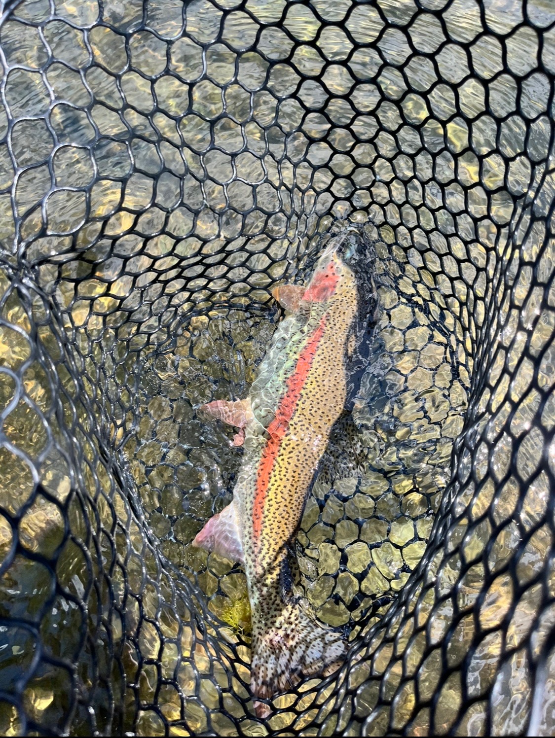 The Caddis Fly: Oregon Fly Fishing Blog | McKenzie River fly fishing ...