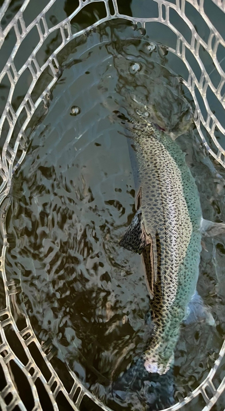 The Caddis Fly: Oregon Fly Fishing Blog | McKenzie River fly fishing ...