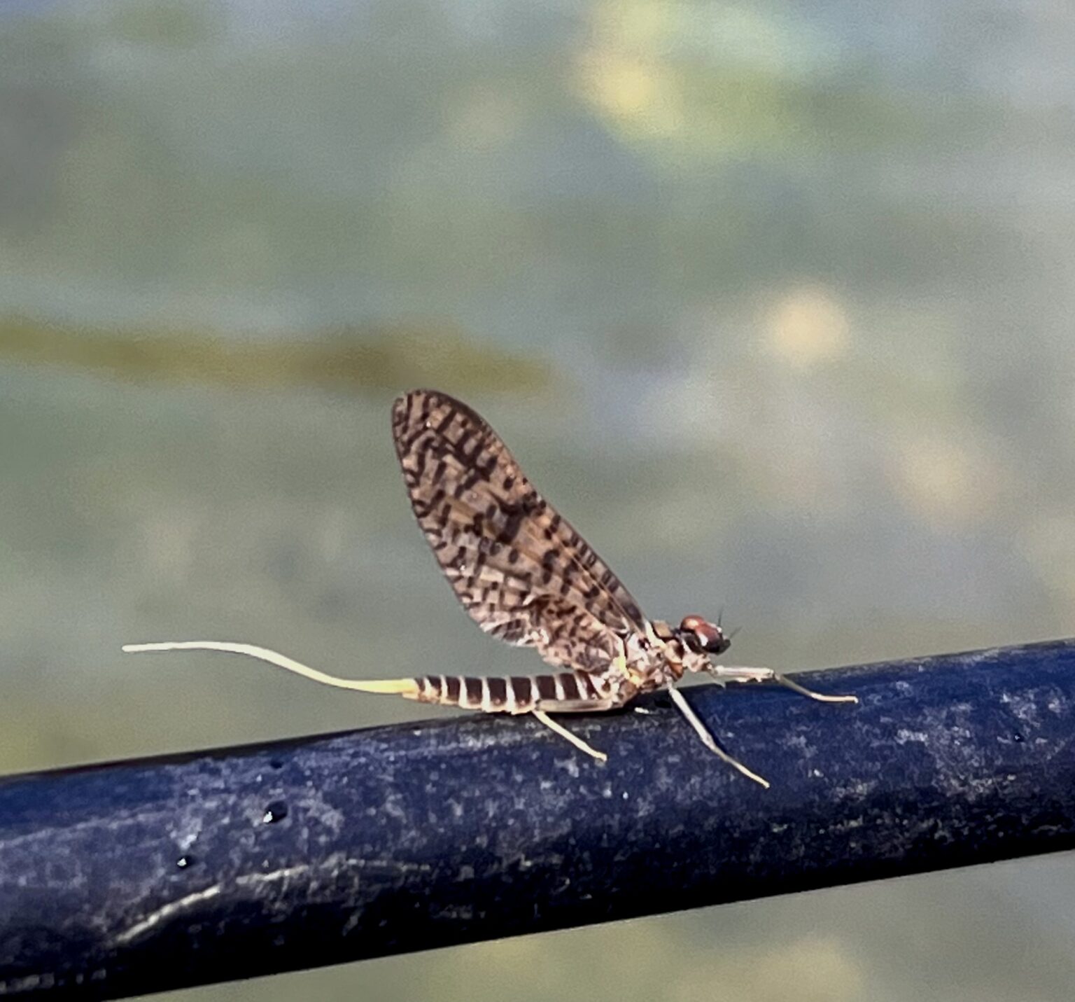 The Caddis Fly: Oregon Fly Fishing Blog | McKenzie River fly fishing ...