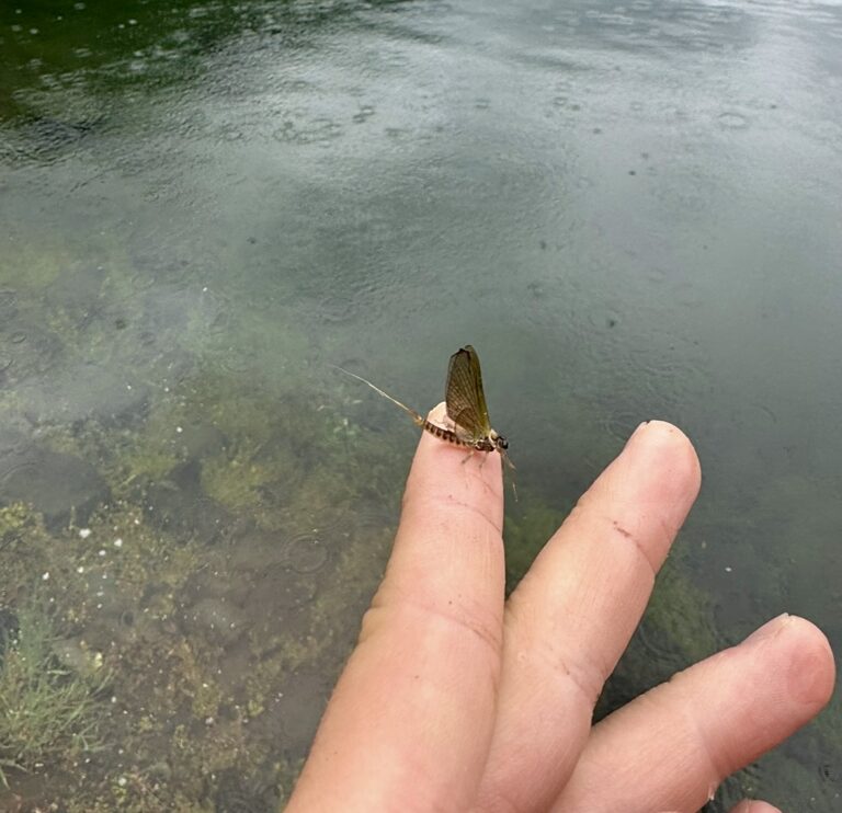 The Caddis Fly: Oregon Fly Fishing Blog | McKenzie River fly fishing ...