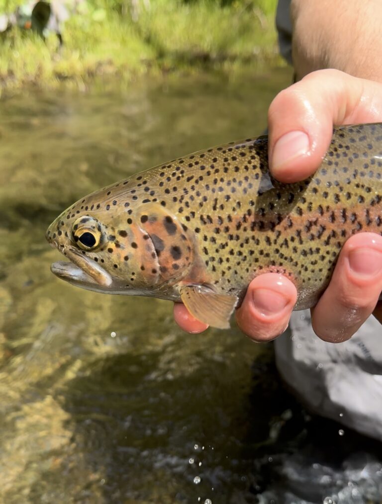 The Caddis Fly: Oregon Fly Fishing Blog | McKenzie River fly fishing ...
