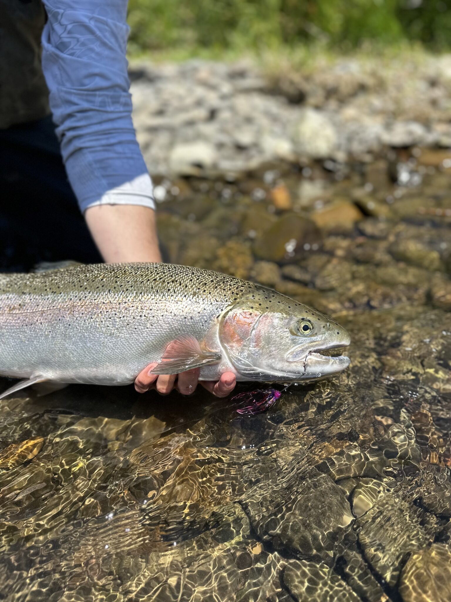 The Caddis Fly: Oregon Fly Fishing Blog | McKenzie River fly fishing ...