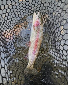 The Caddis Fly: Oregon Fly Fishing Blog | McKenzie River fly fishing ...