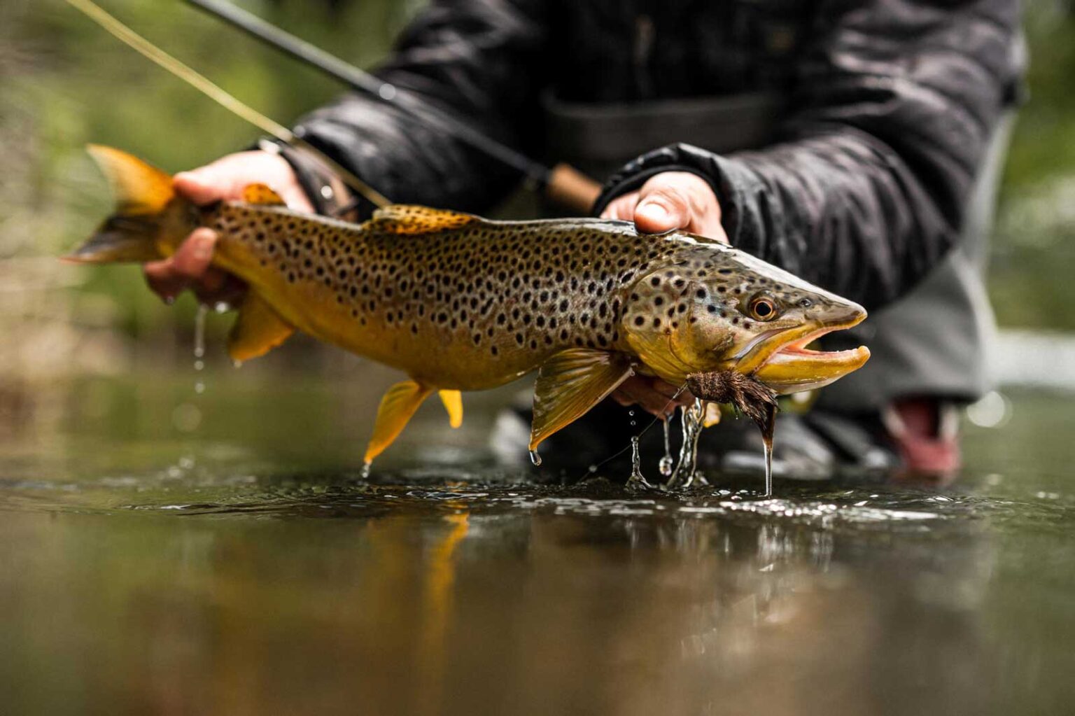 The Caddis Fly: Oregon Fly Fishing Blog | McKenzie River fly fishing ...