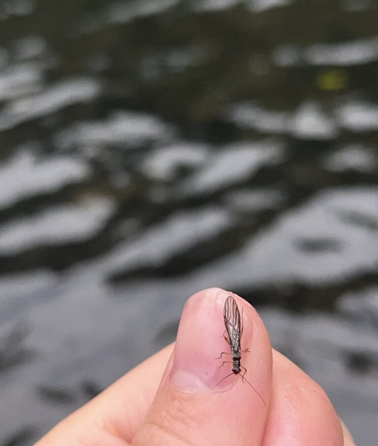 The Caddis Fly: Oregon Fly Fishing Blog | McKenzie River fly fishing ...