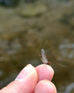 The Caddis Fly: Oregon Fly Fishing Blog | McKenzie River fly fishing ...