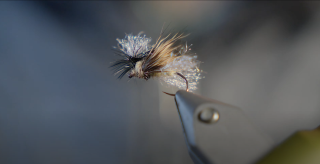 Spent Grannom Caddis: Dry Fly Cripple Tutorial | The Caddis Fly: Oregon ...