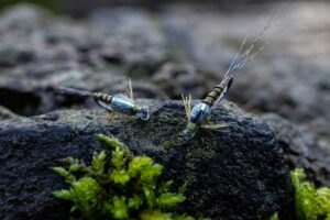 Realistic Blue Winged Olive Weightless Nymph | The Caddis Fly: Oregon ...