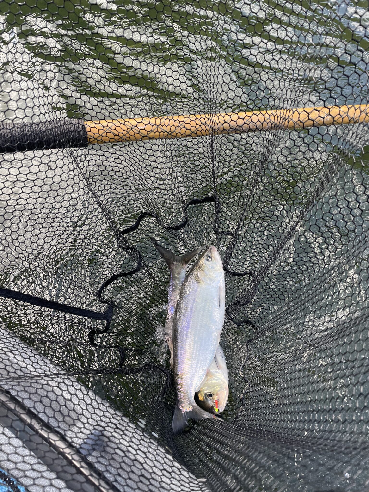 Shad are in! – Fishing Report | The Caddis Fly: Oregon Fly Fishing Blog